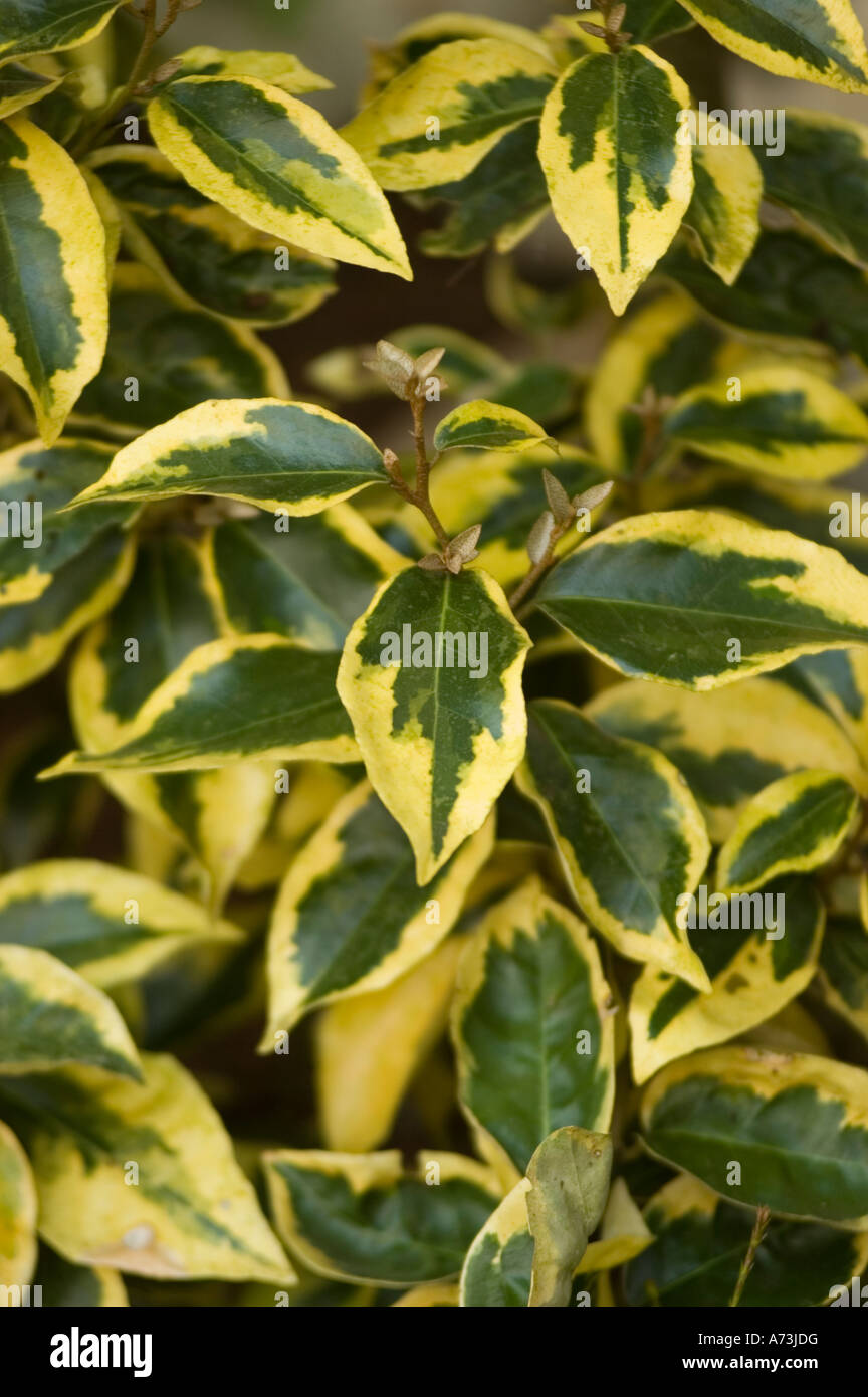 Elaeagnus ebbingei Banque de photographies et d’images à haute ...