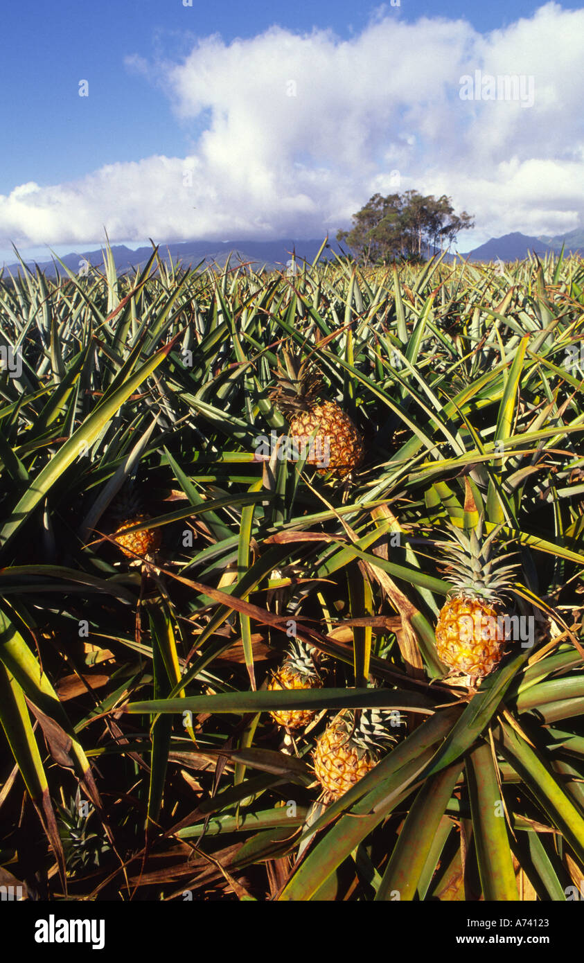 Ananas champs Banque de photographies et d’images à haute résolution ...
