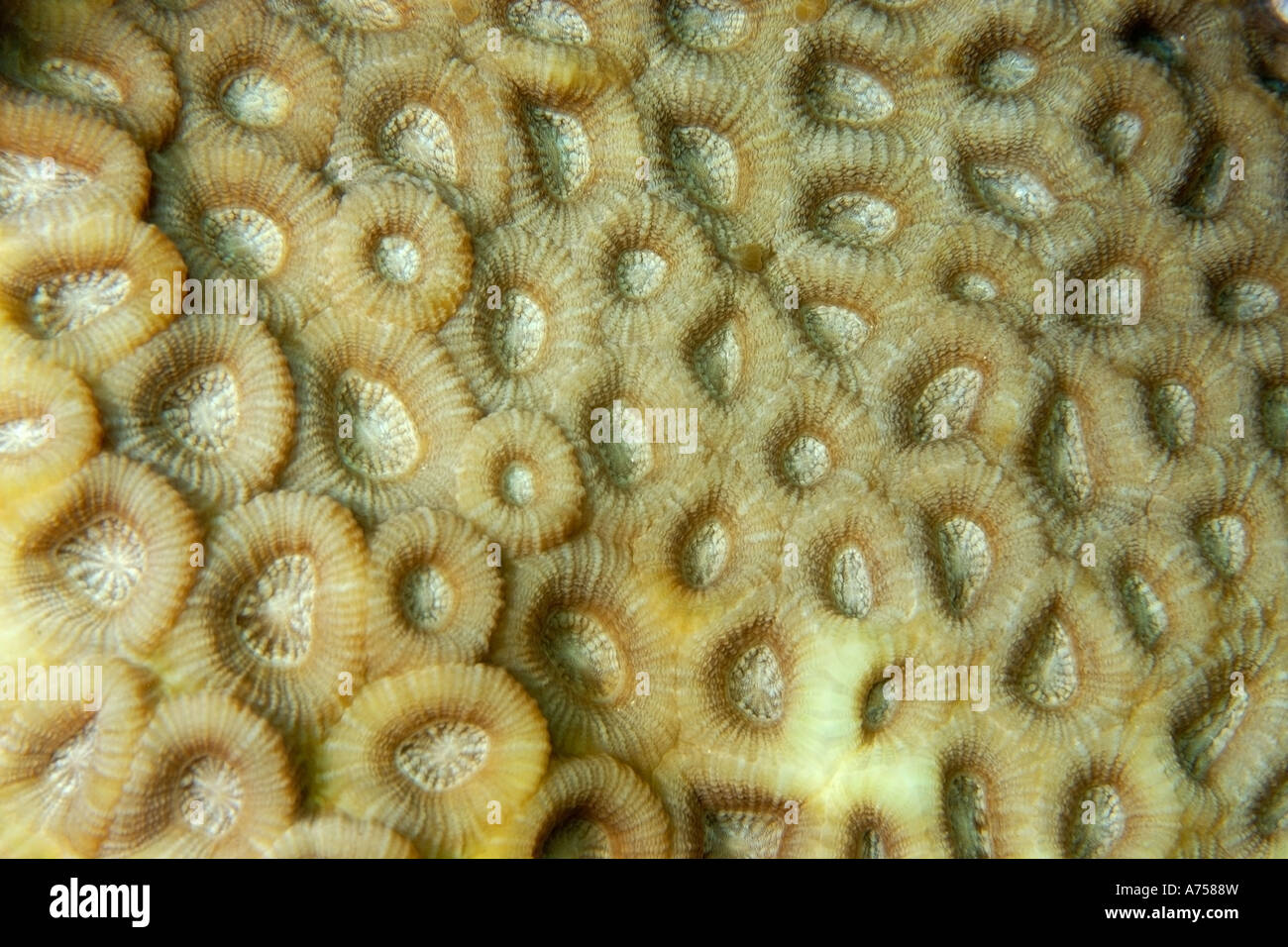 Rongelap atoll Banque de photographies et d’images à haute résolution ...