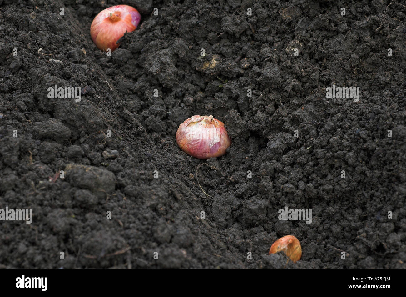 échalote rouge Banque de photographies et d’images à haute résolution ...