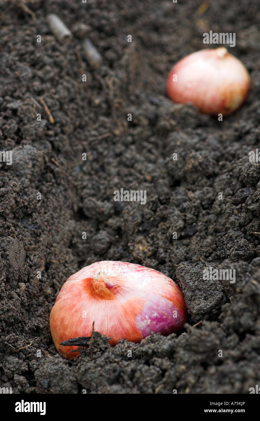 échalote rouge Banque de photographies et d’images à haute résolution ...