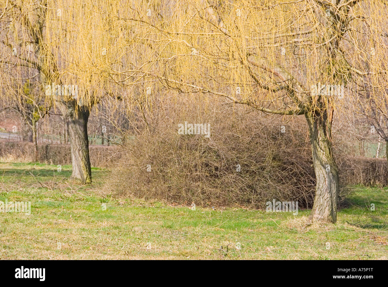 Saules dans Banque de photographies et d’images à haute résolution - Alamy