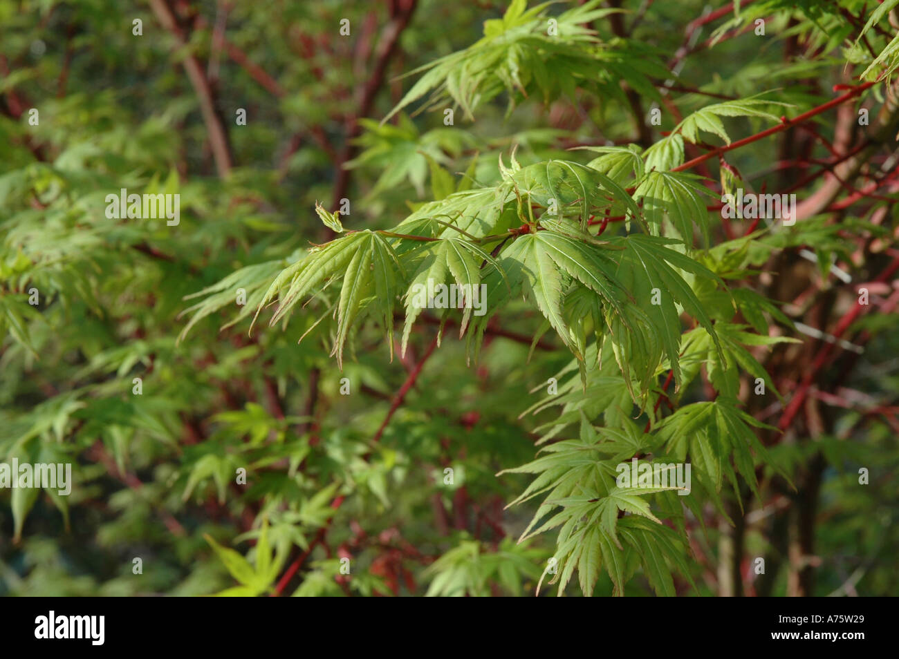 Acer palmatum sango kaku spring Banque de photographies et d’images à ...