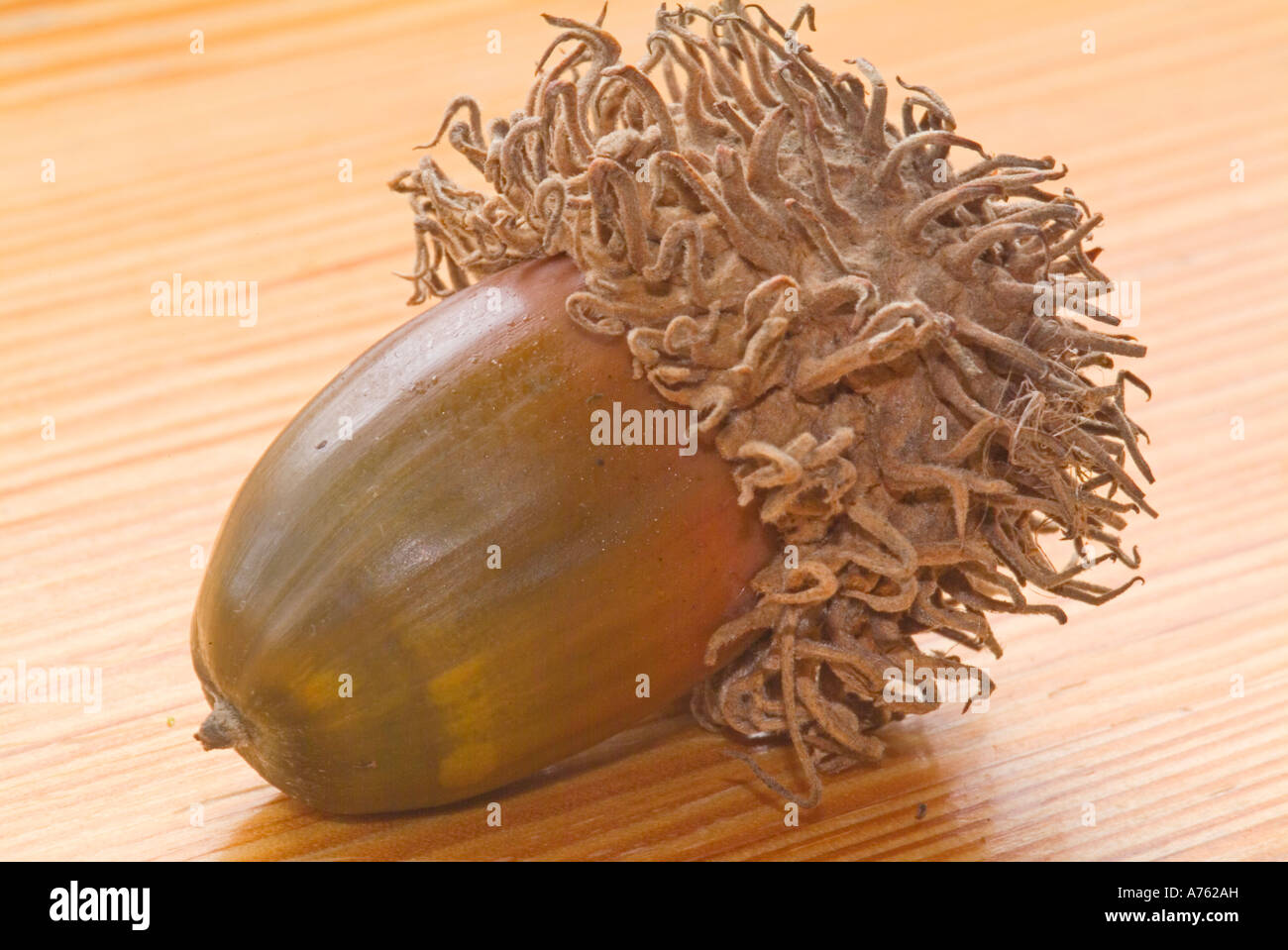 Turkey oak acorn quercus cerris Banque de photographies et d’images à ...