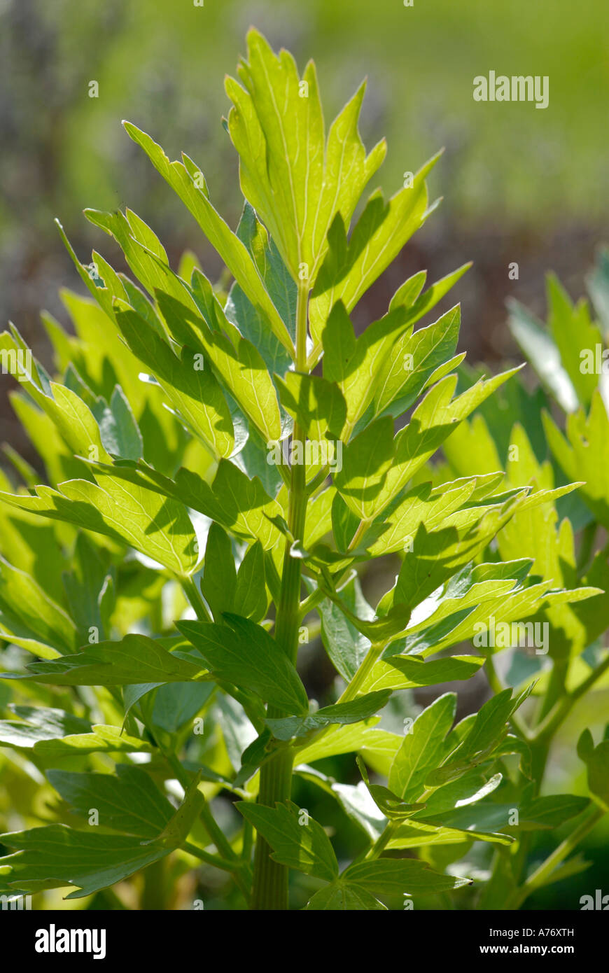 Lovage levisticum officinale Banque de photographies et d’images à haute résolution - Alamy