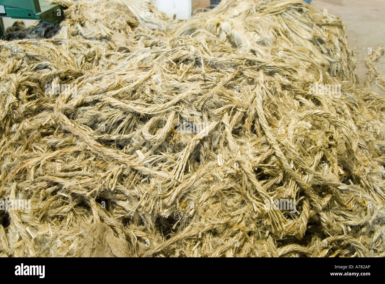 Kenaf plant Banque de photographies et d’images à haute résolution - Alamy