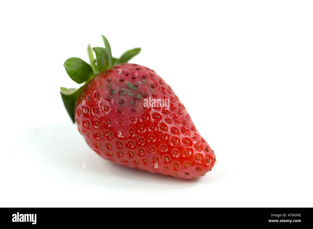 Mouldy strawberry Banque de photographies et d’images à haute ...
