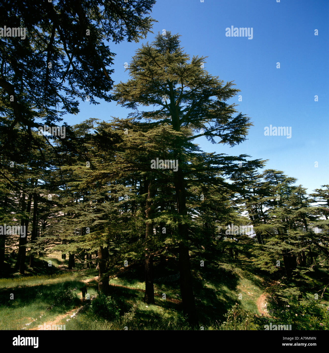 Cedrus libani Banque de photographies et d’images à haute résolution - Alamy