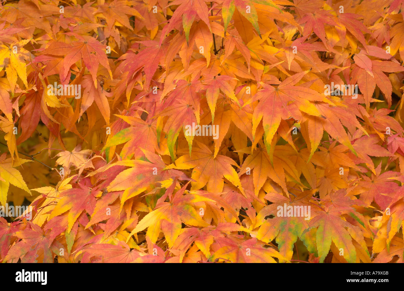 Arbre acer gros plans Banque de photographies et d’images à haute ...