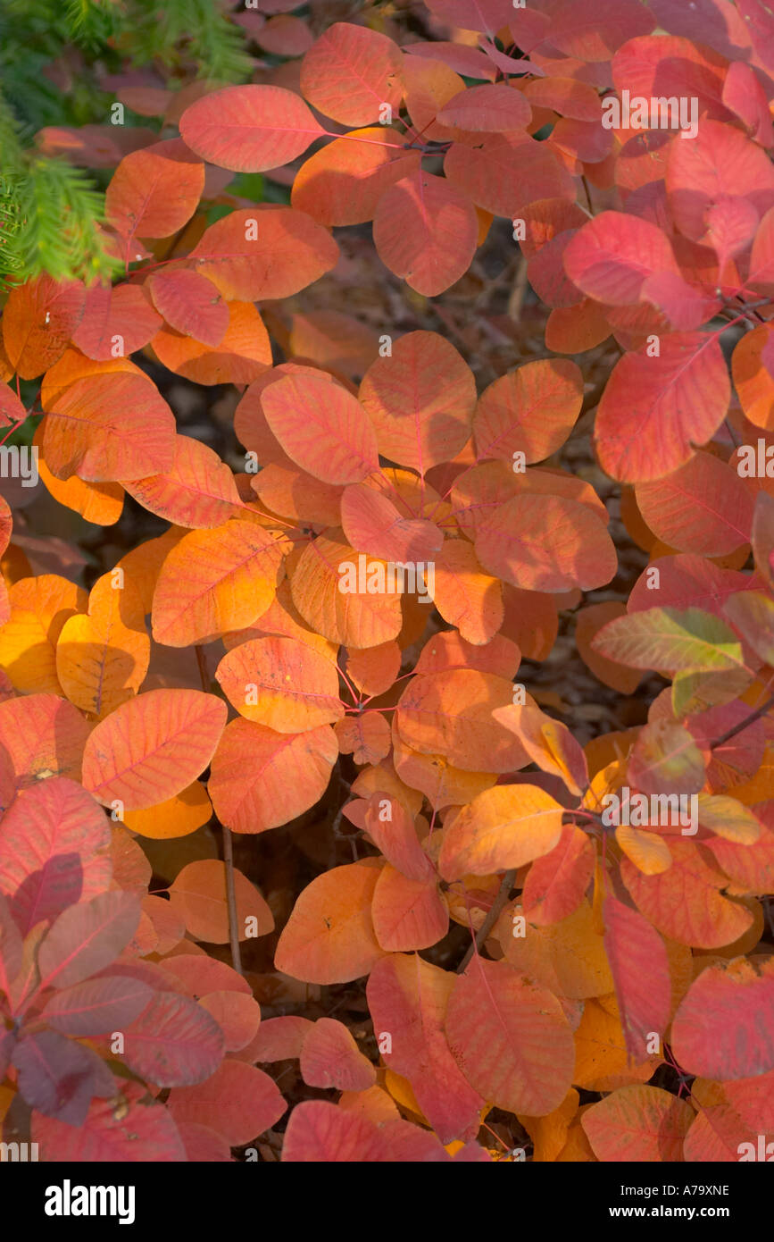 Cotinus grace Banque de photographies et d’images à haute résolution ...