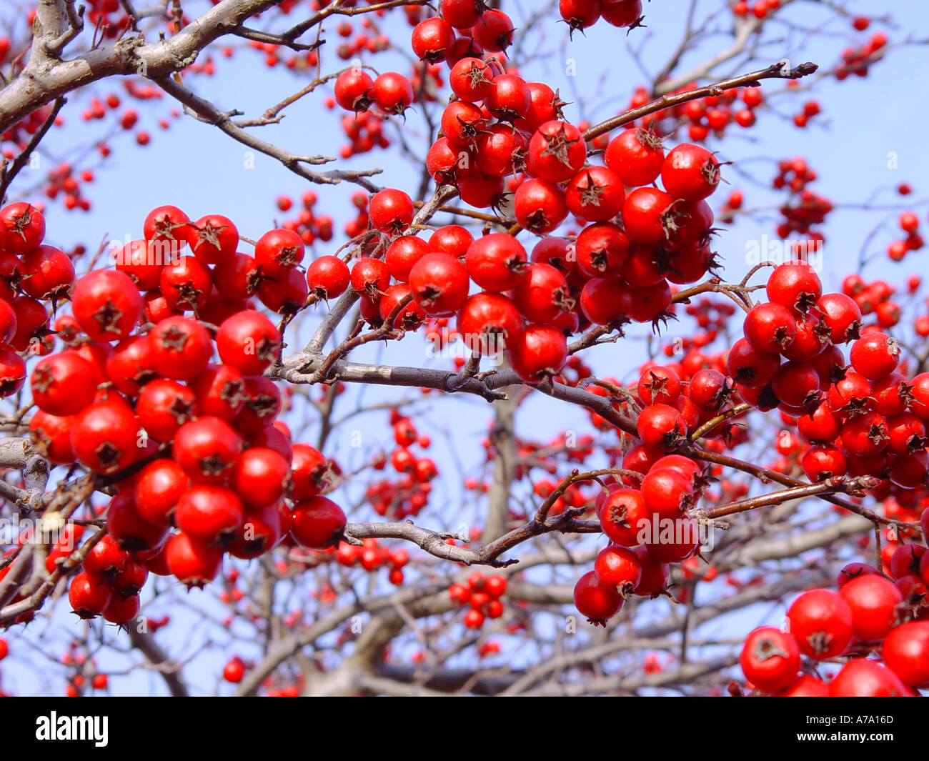 Crataegus viridis winter king Banque de photographies et d’images à ...