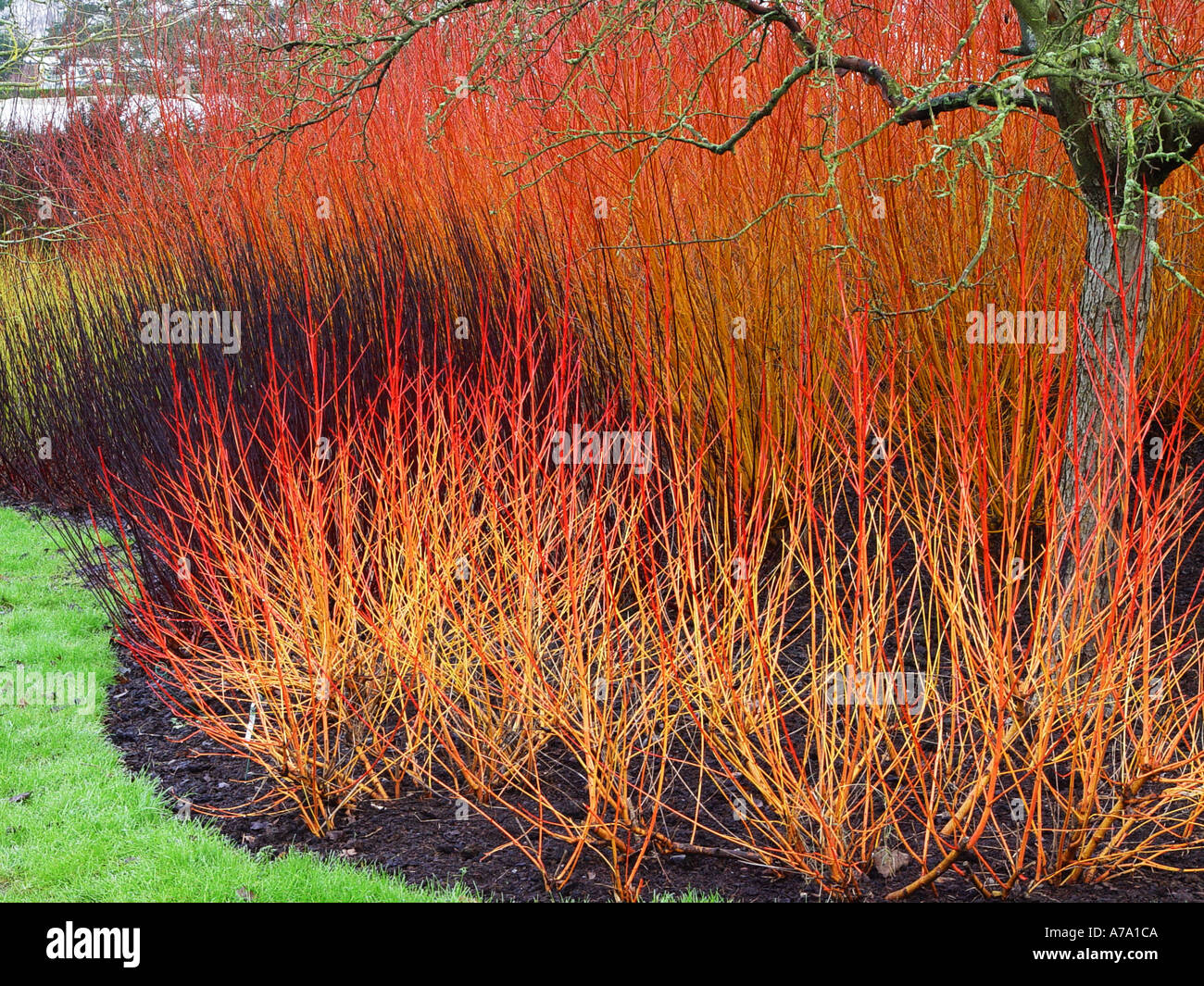 Dogwood winter flame Banque de photographies et d’images à haute ...