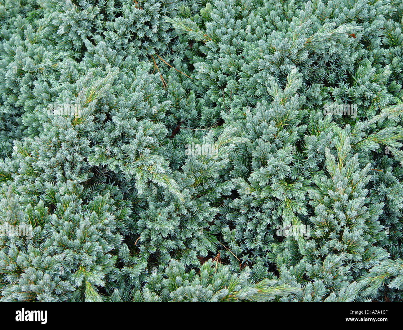 Juniperus squamata blue star Banque de photographies et d’images à ...