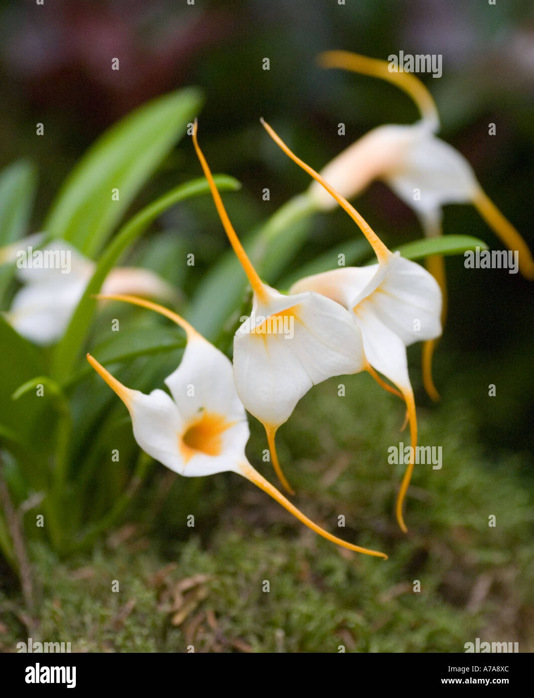Orchid masdevallia white Banque de photographies et d’images à haute ...