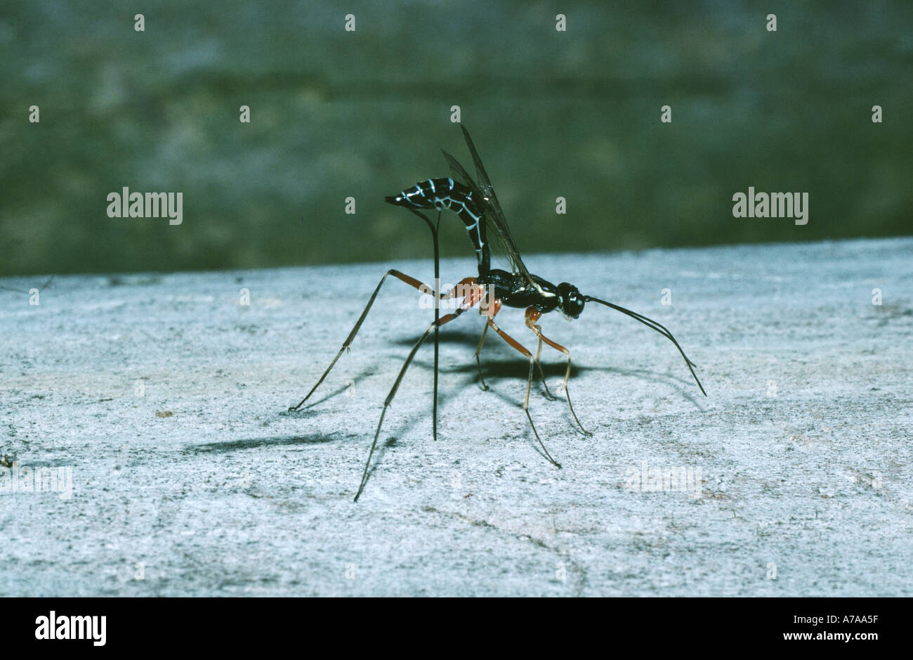 Ichneumonidae sp Banque de photographies et d’images à haute résolution ...