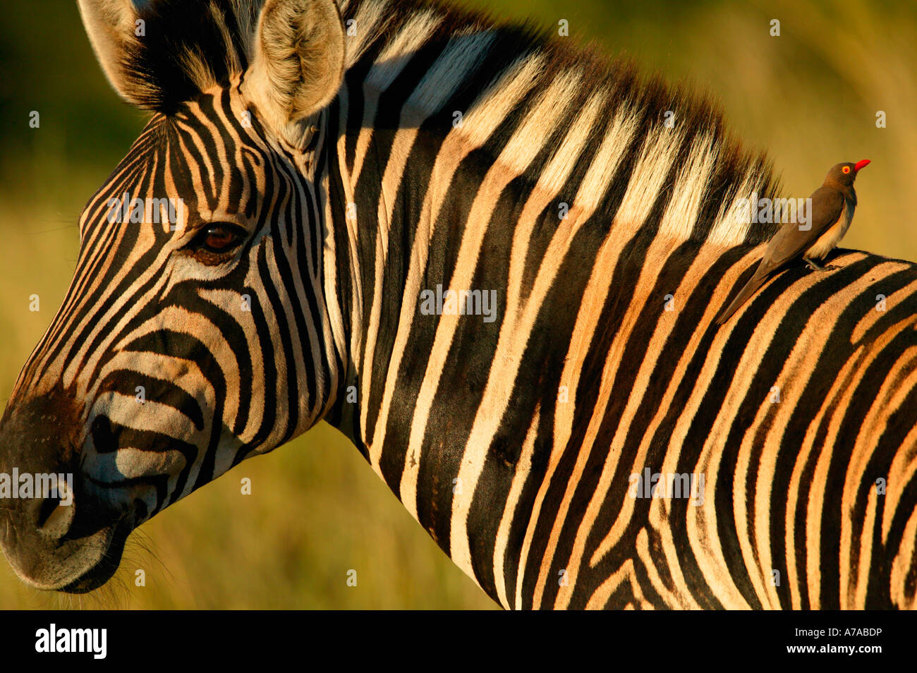 Un portrait d'un zèbre Burchell bec rouge oxpecker perché sur son ...