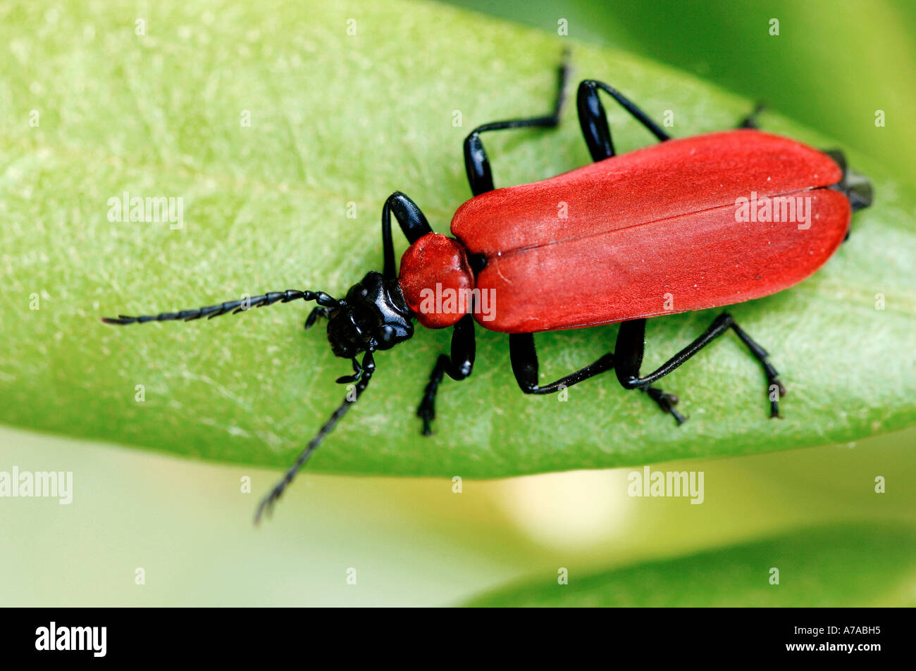 Fire beetles Banque de photographies et d’images à haute résolution - Alamy