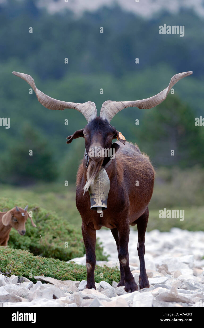 Chevre du rove Banque de photographies et d’images à haute résolution ...