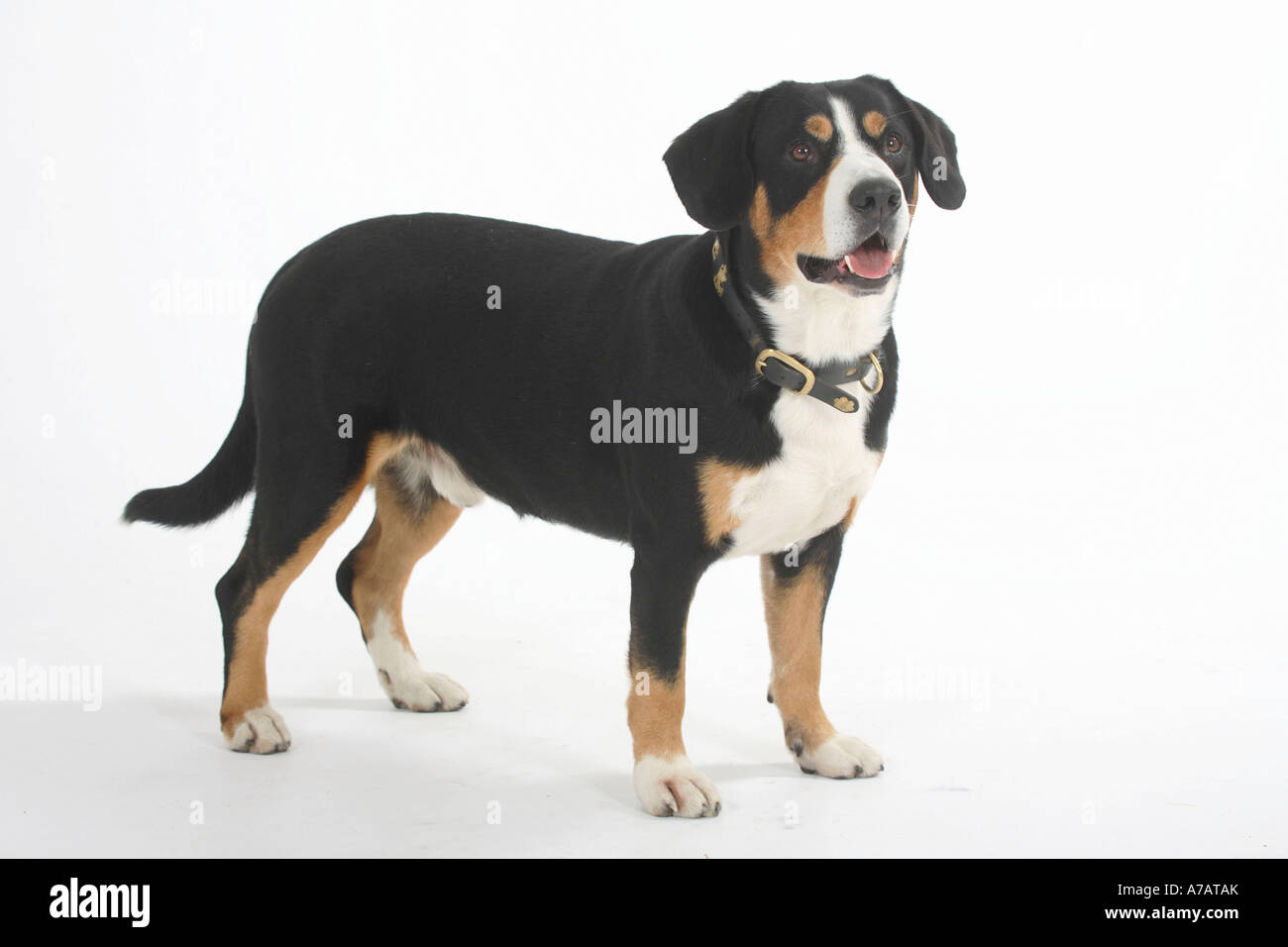 Chien de montagne entlebuch Banque de photographies et d’images à haute ...