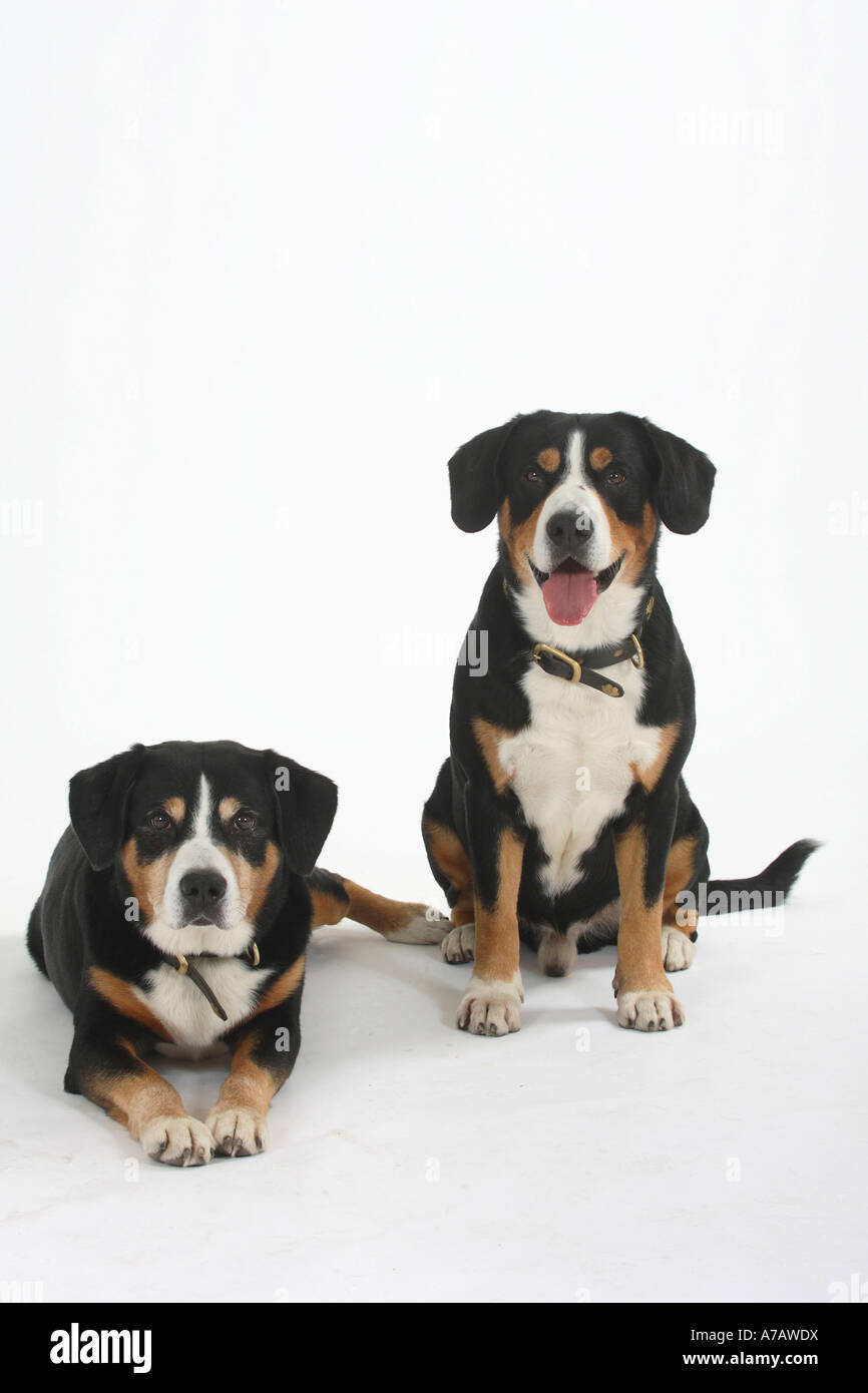 Chien bouvier entlebuch assis Banque de photographies et d’images à ...