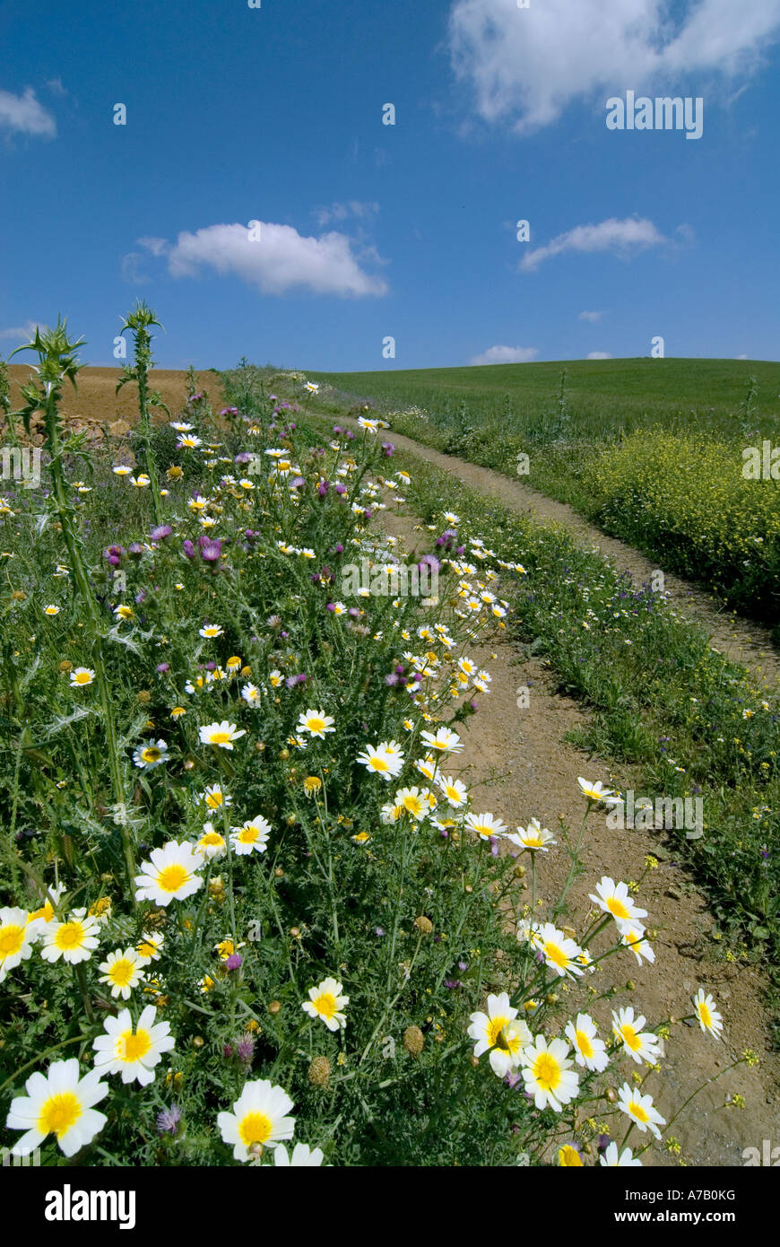 Fleurs au bord de la piste Banque de photographies et d’images à haute ...