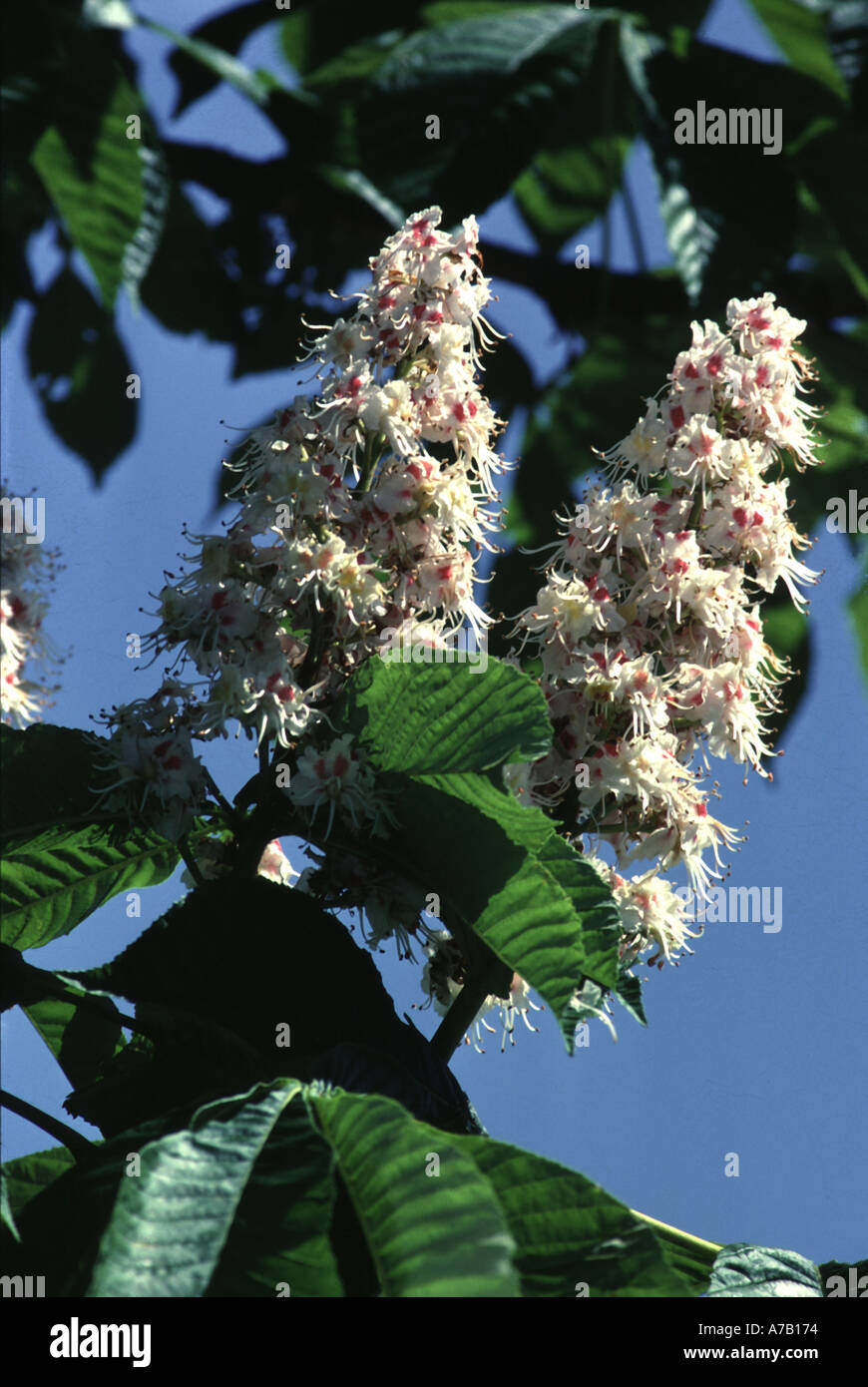 Aesculus hippocastanum fleur Banque de photographies et d’images à ...