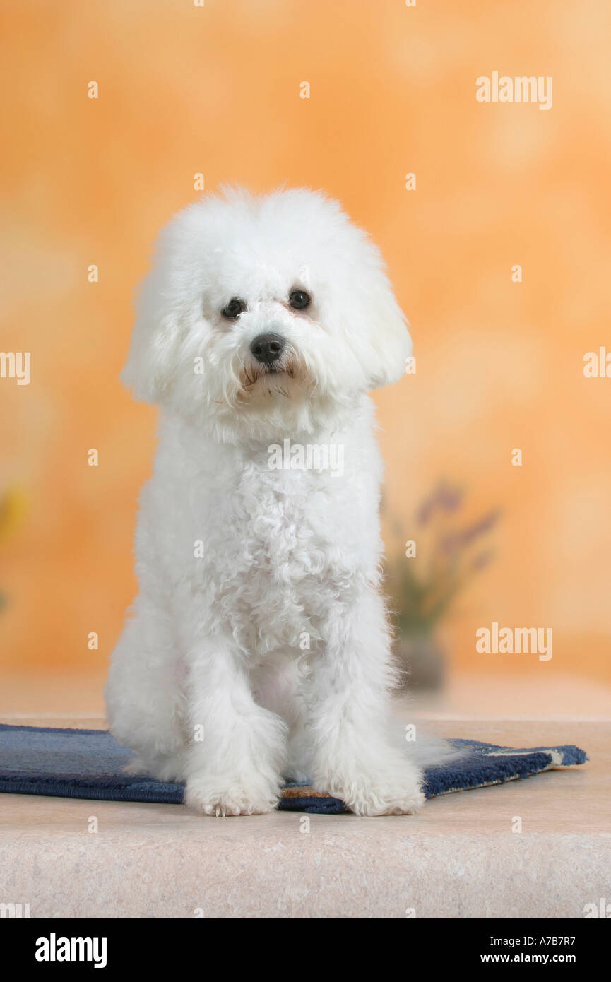 Bichon frise sitting studio Banque de photographies et d’images à haute ...