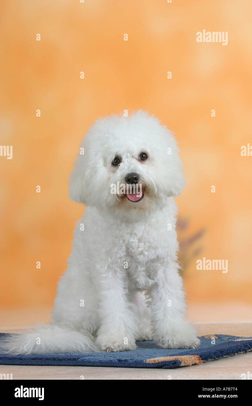 Bichon frise sitting studio Banque de photographies et d’images à haute ...