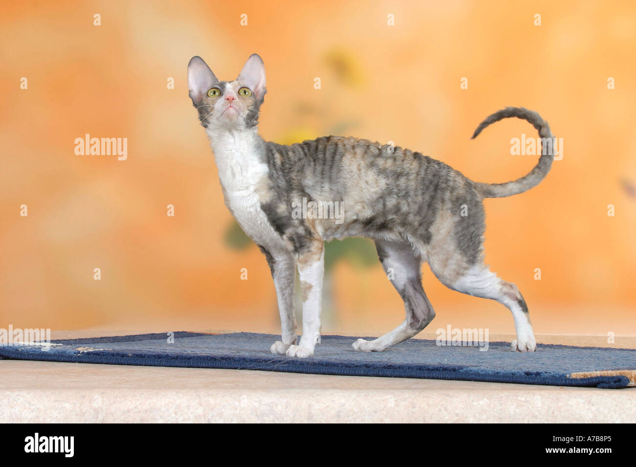 Chats de cornish rex Banque de photographies et d’images à haute ...