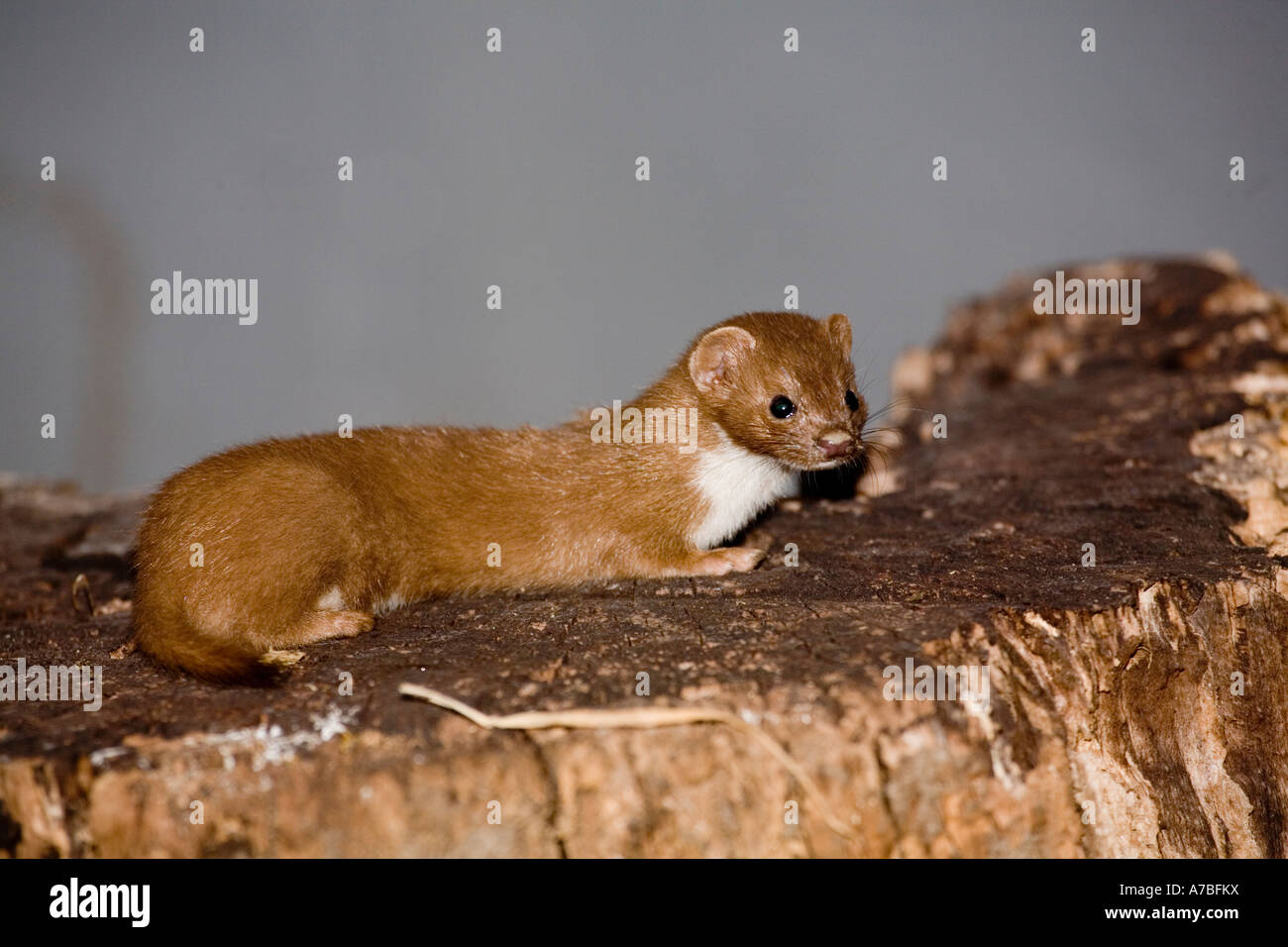 Belette arbre Banque de photographies et d’images à haute résolution ...