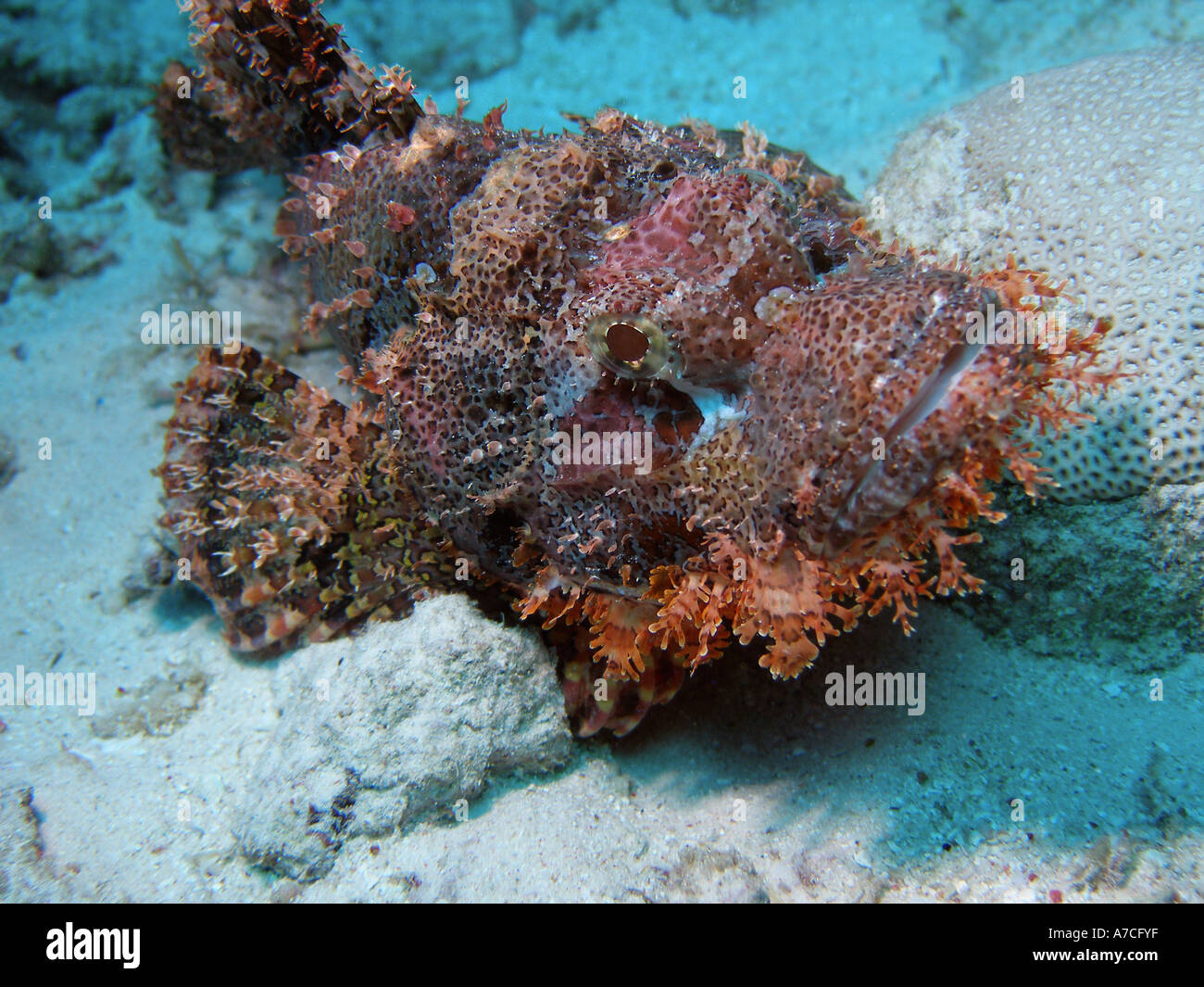 Poisson scorpion d'eau profonde rouge Banque de photographies et d ...