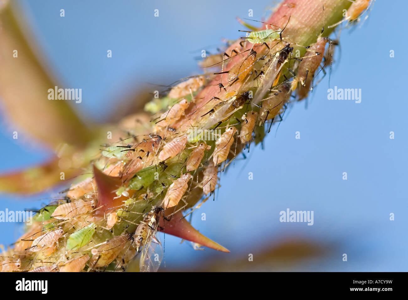 Beaucoup de pucerons Banque de photographies et d’images à haute ...