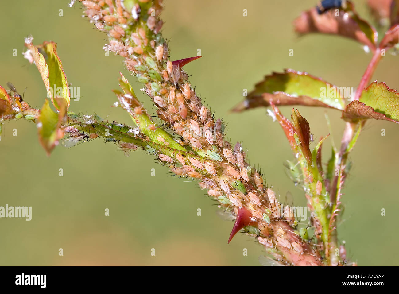 Beaucoup de pucerons Banque de photographies et d’images à haute ...