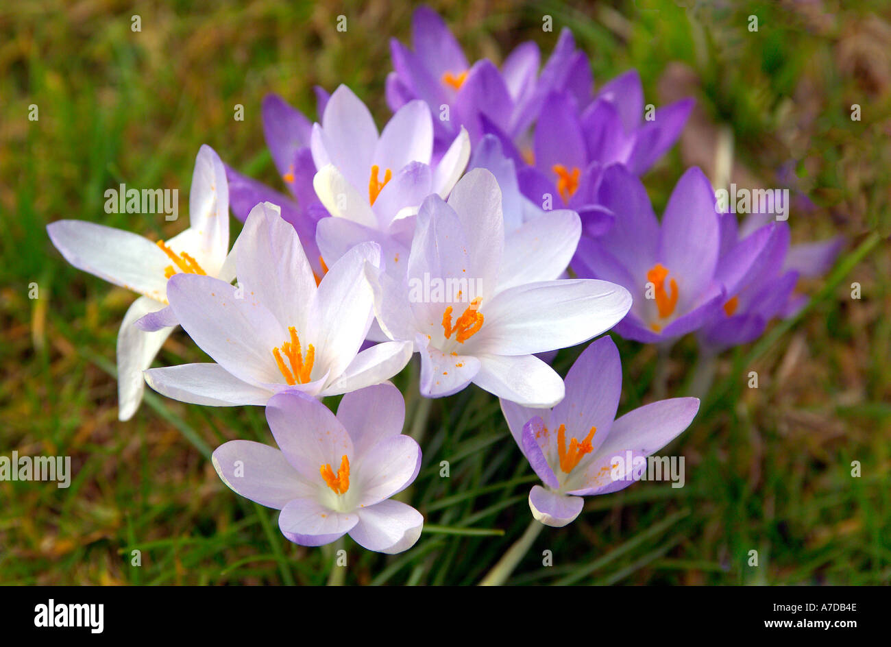 Crocus display Banque de photographies et d’images à haute résolution ...