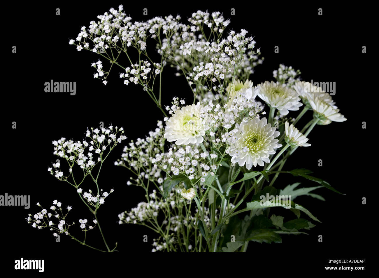 Caryophyllaceae gypsophila Banque de photographies et d’images à haute ...