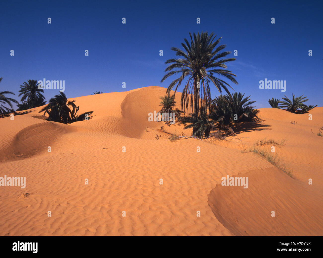 Palmier dattier (Phoenix dactylifera), oasis de palmiers, Tunisie Photo ...