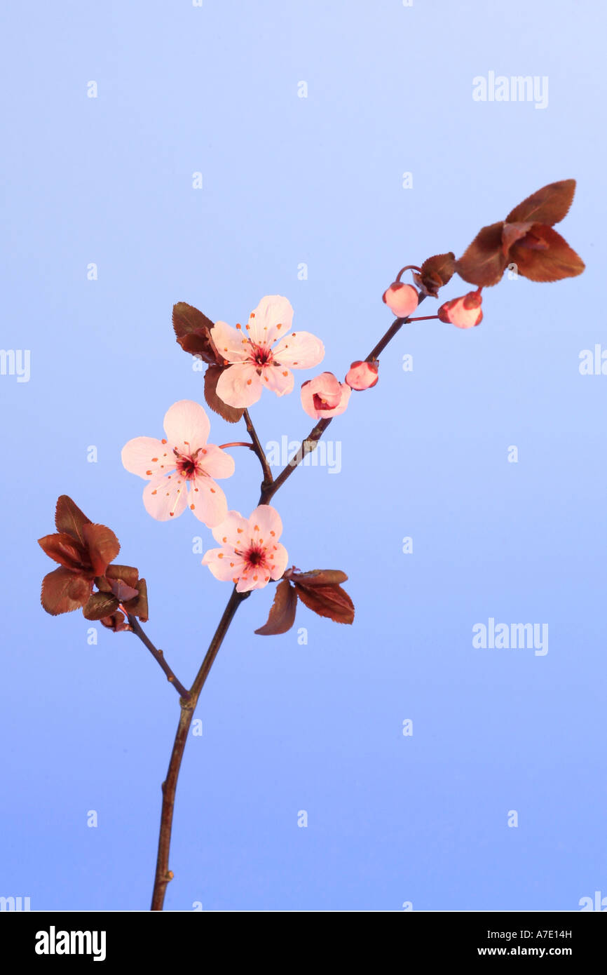 Cherry Plum, le Myrobolan prunier (Prunus cerasifera 'Nigra', Prunus ...