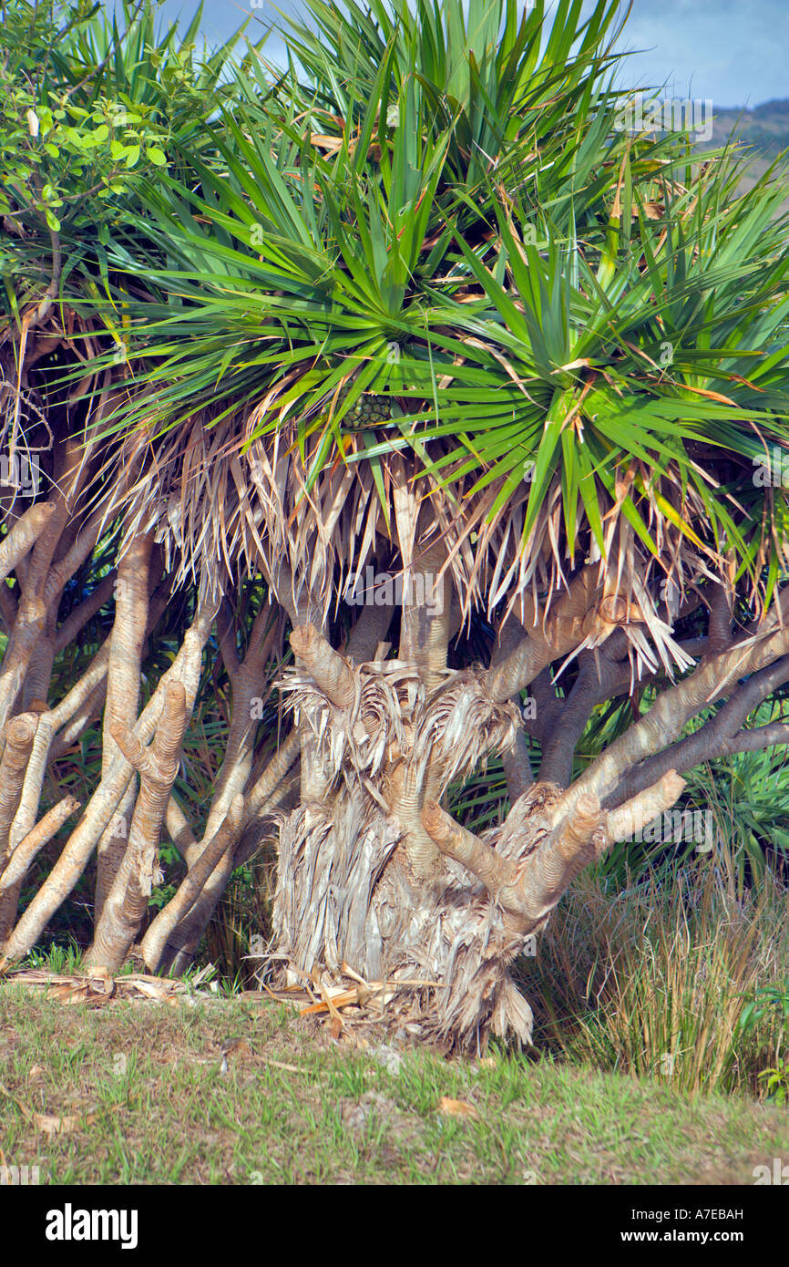 Arbre tropical vacoas Banque de photographies et d’images à haute ...