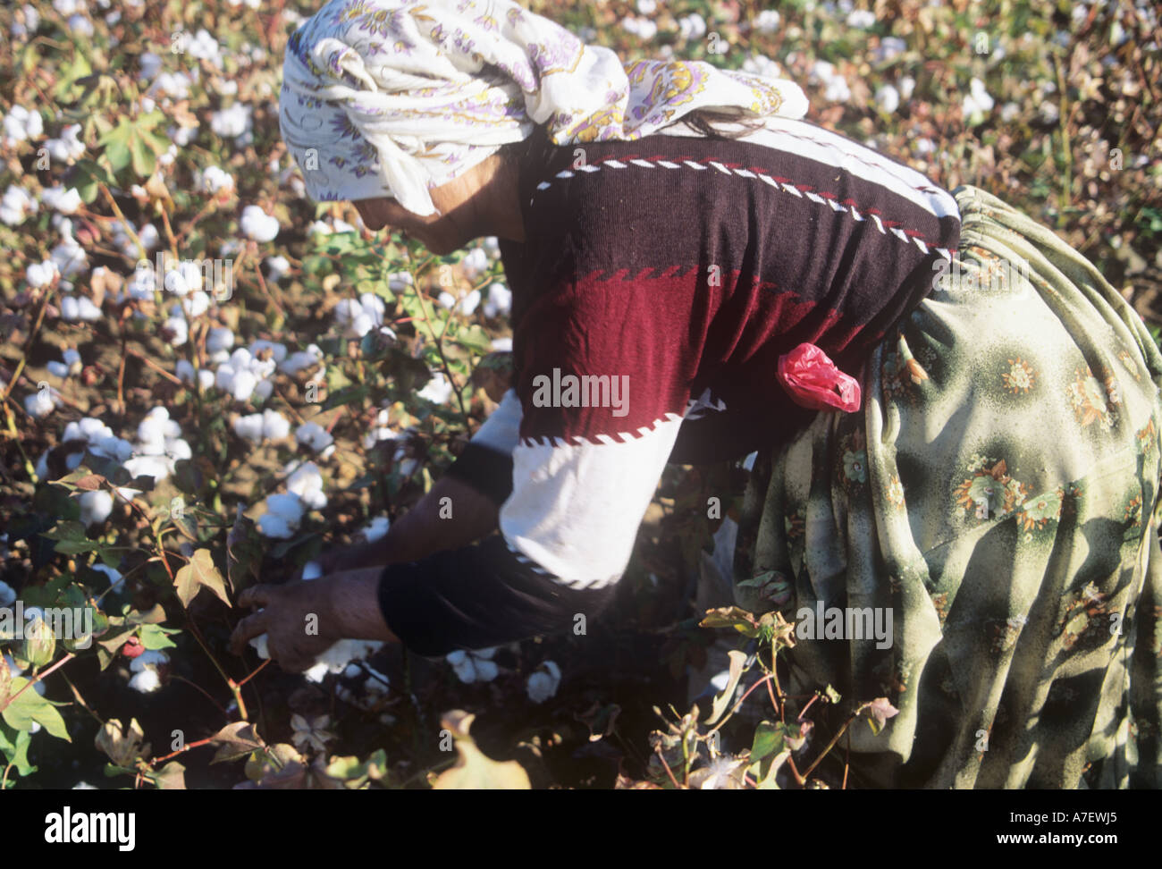 Picking cotton in Banque de photographies et d’images à haute ...
