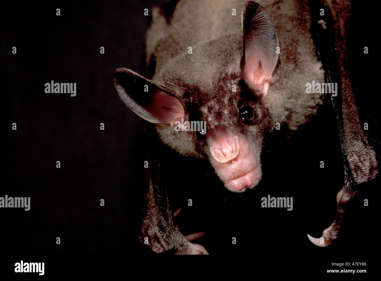 Vampyrum spectrum Banque de photographies et d’images à haute ...