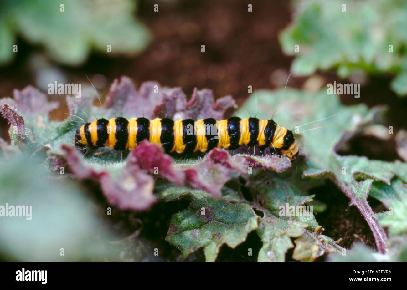 Family arctiidae Banque de photographies et d’images à haute résolution ...