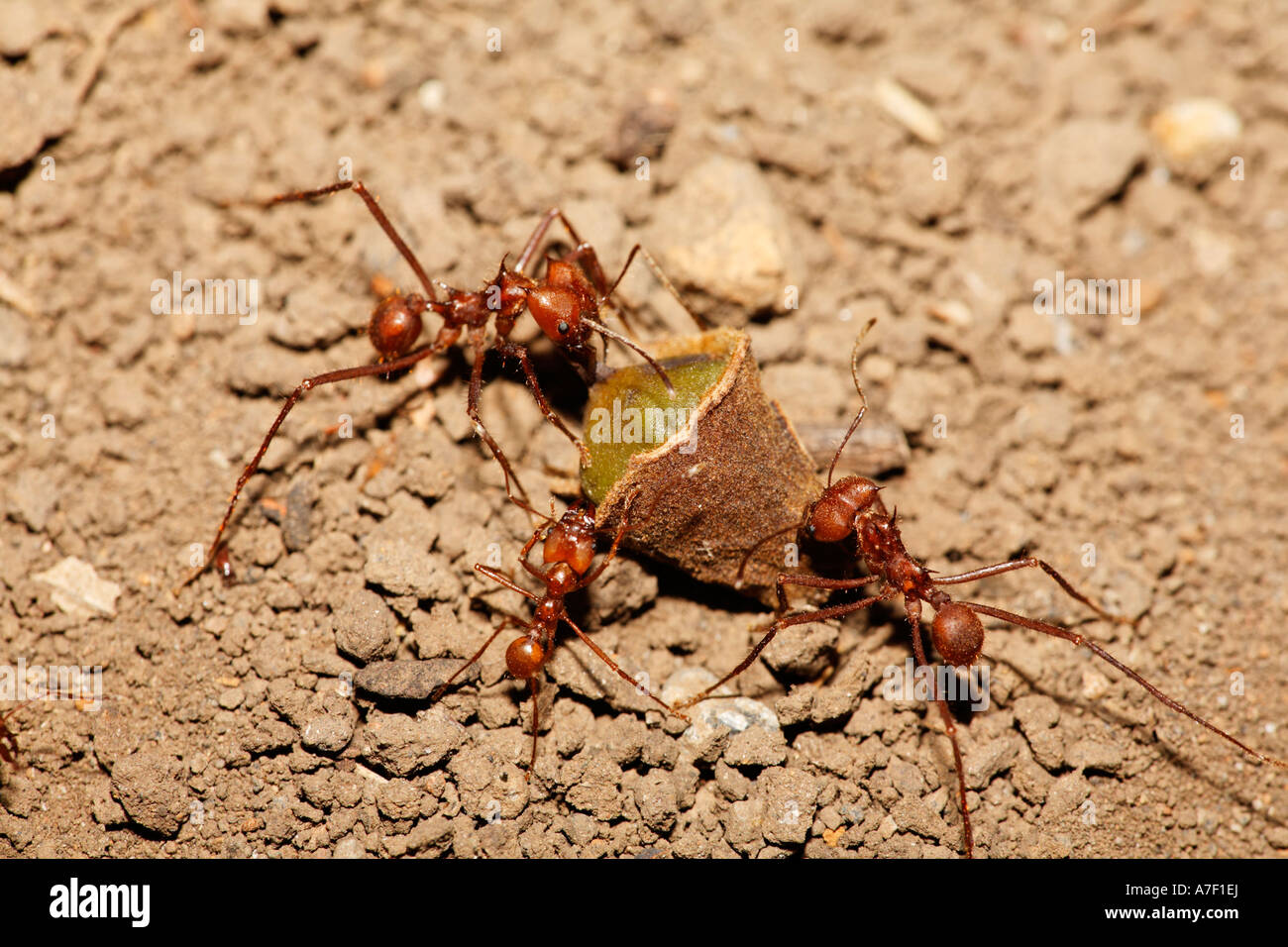 Avoir des fourmis Banque de photographies et d’images à haute ...