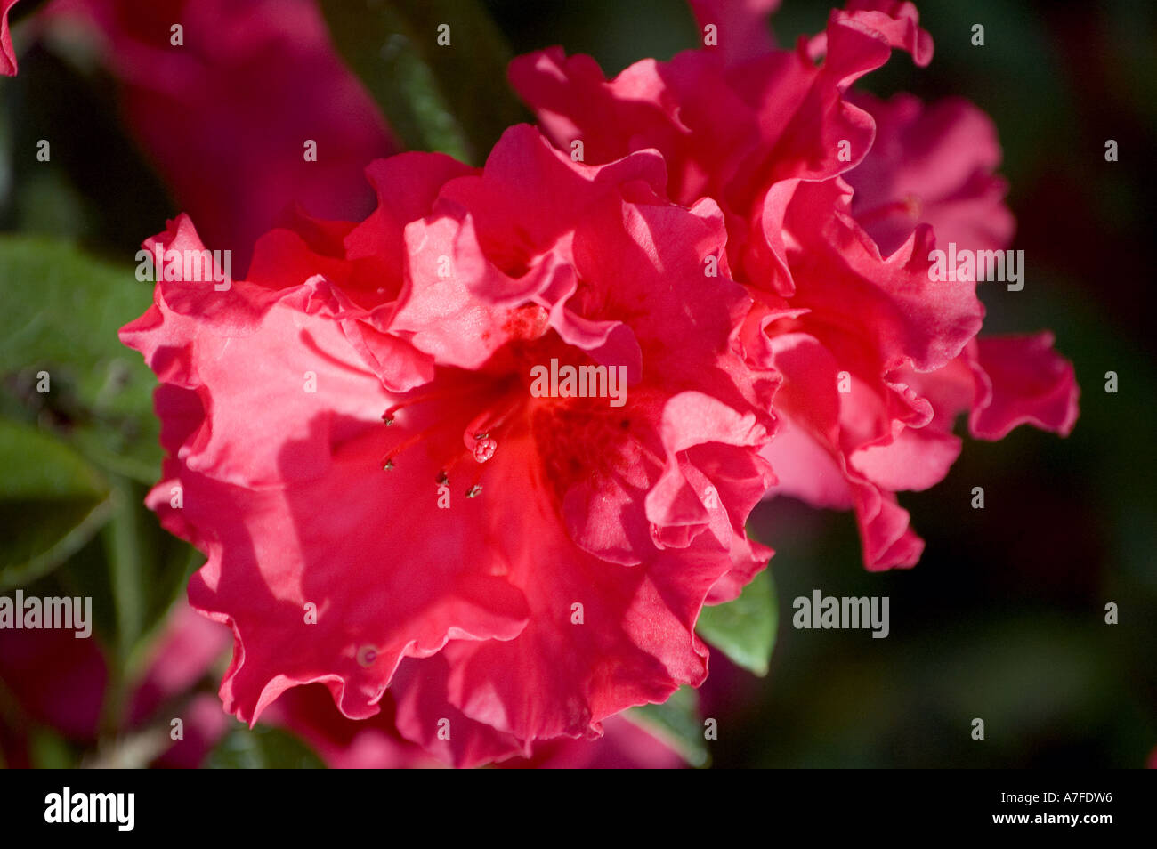 Fleurs d'azalée rouge Banque de photographies et d’images à haute ...