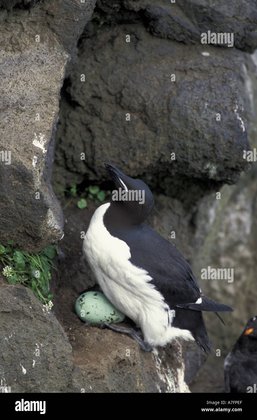 L'Alaska, l'île Saint-Paul, les îles Pribilof, Guillemot de Brünnich ...