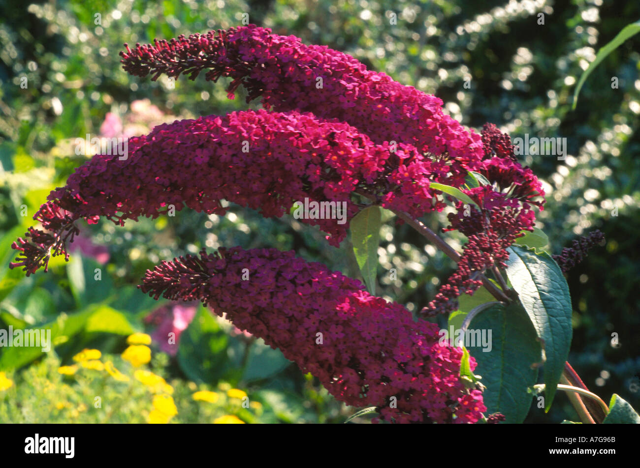 Buddleia davidii 'Royal Red' arbre aux papillons fleurs odorantes ...