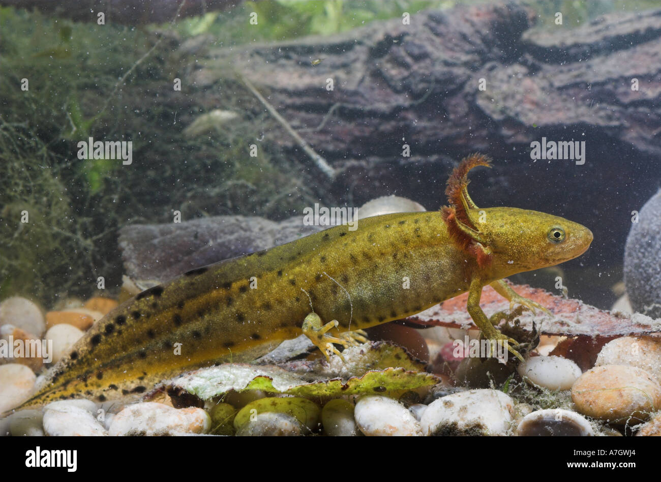 Grand triton crêté Triturus cristatus sous-marins juvéniles Photo Stock ...