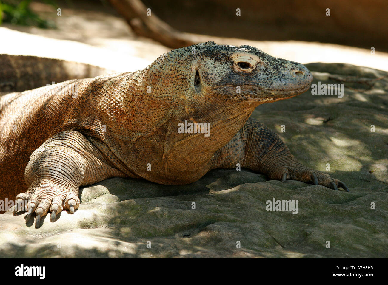 Dragon taronga zoo australia Banque de photographies et d’images à ...
