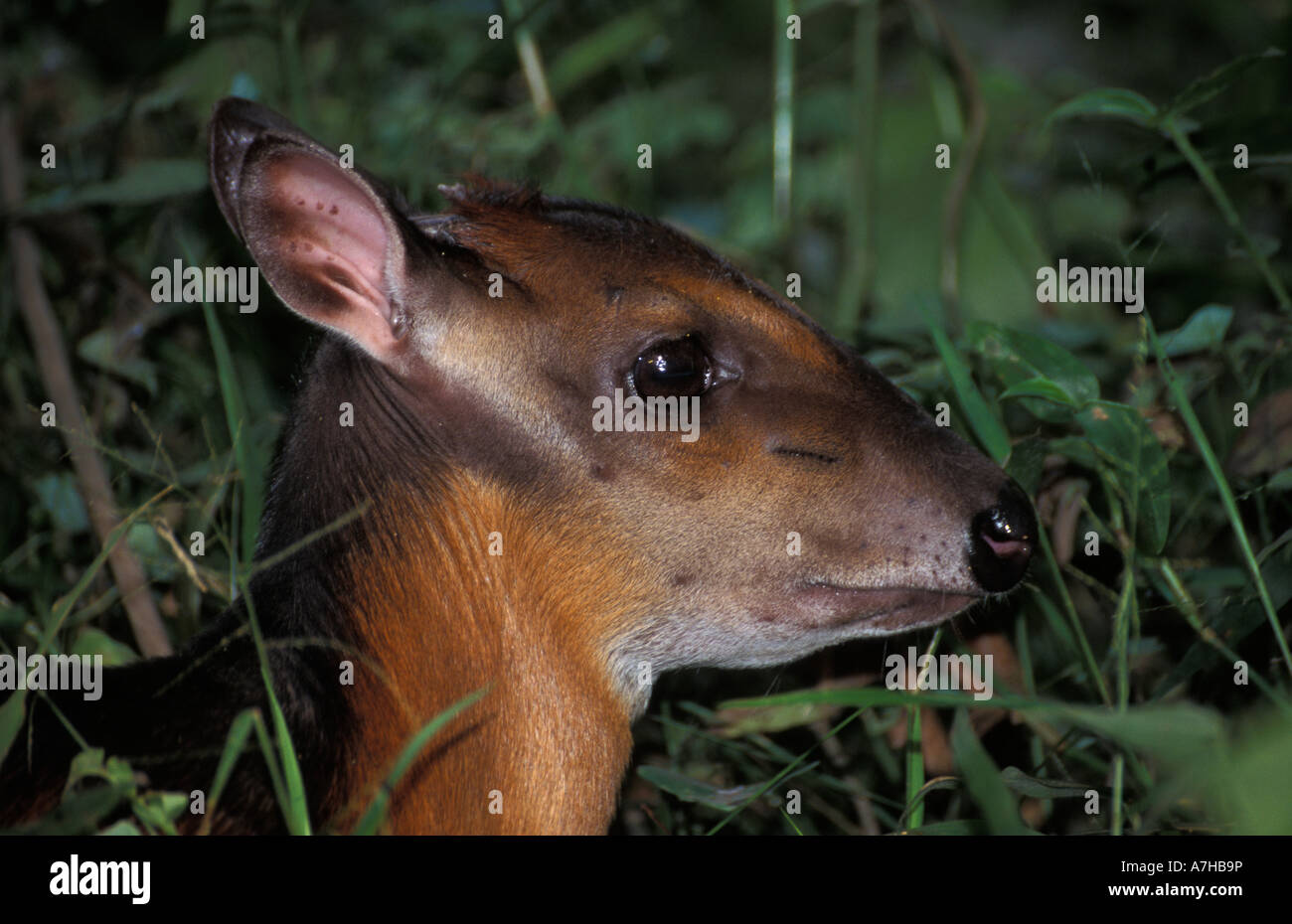 Bay duiker (cephalophus dorsalis) Banque de photographies et d’images à ...