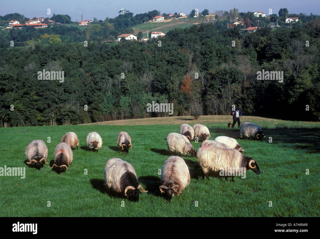 Berger avec troupeau de moutons Banque de photographies et d’images à ...