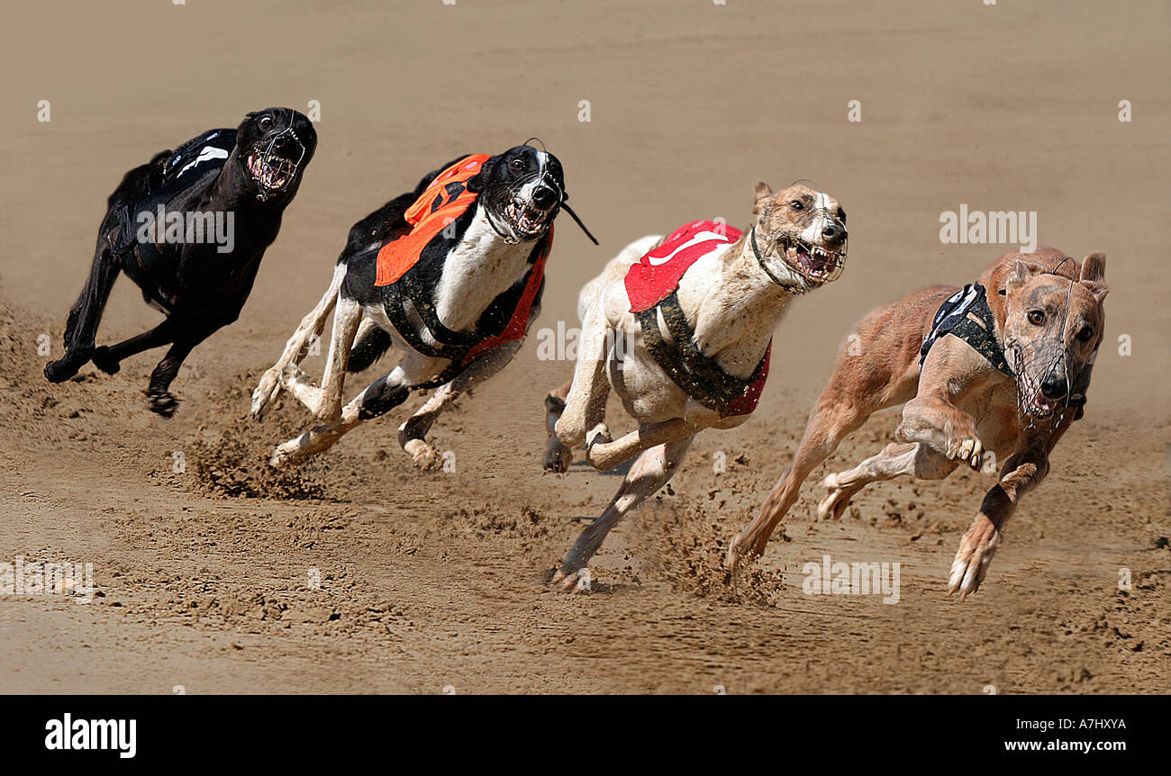 Piste de course de chien Banque de photographies et d’images à haute ...